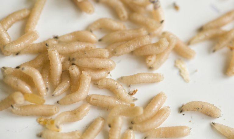 Larvas de moscas y su uso para curar heridas crónicas