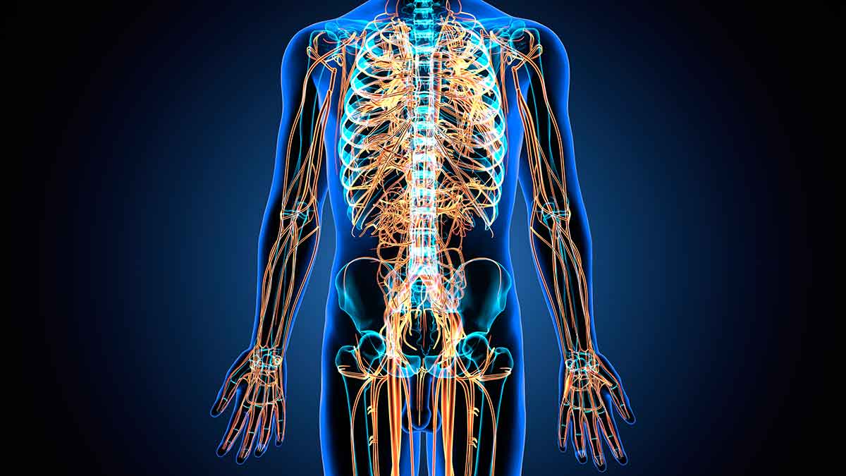 El sistema nervioso humano y su funcionamiento